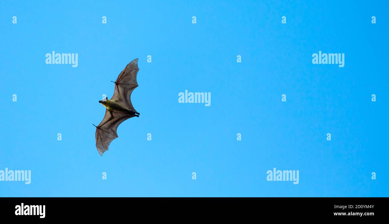 Straw-coloured fruit bat (Eidolon helvum), Bat migration, Kasanka ...
