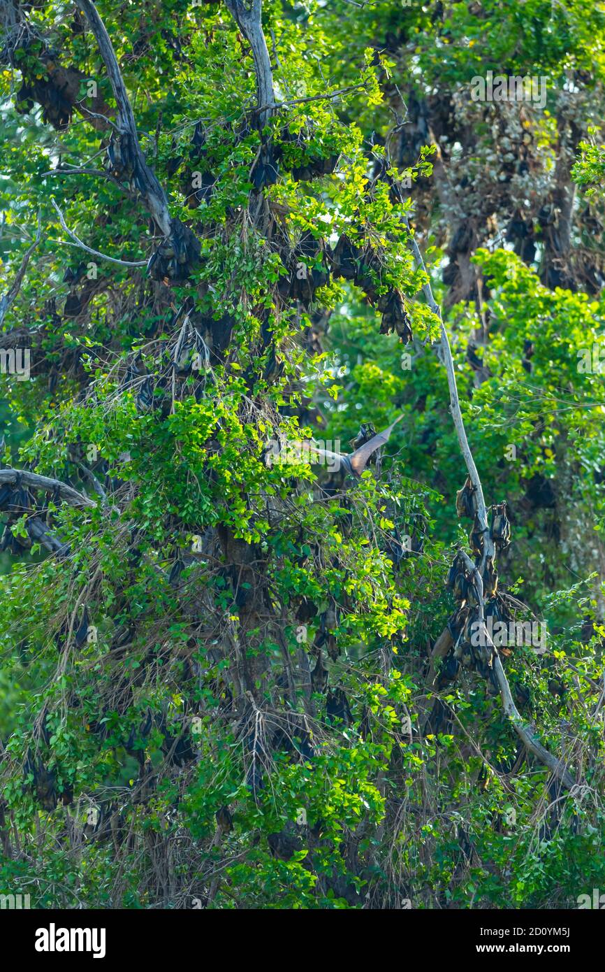 Straw-coloured fruit bat (Eidolon helvum), Bat migration, Kasanka ...