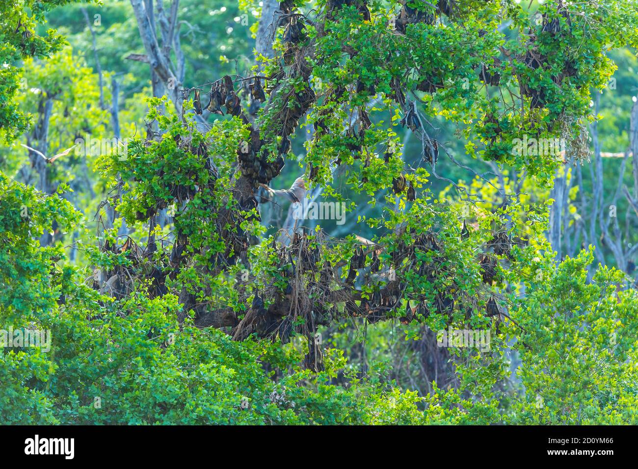 Straw-coloured fruit bat (Eidolon helvum), Bat migration, Kasanka ...