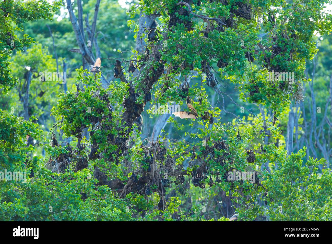Straw-coloured fruit bat (Eidolon helvum), Bat migration, Kasanka ...