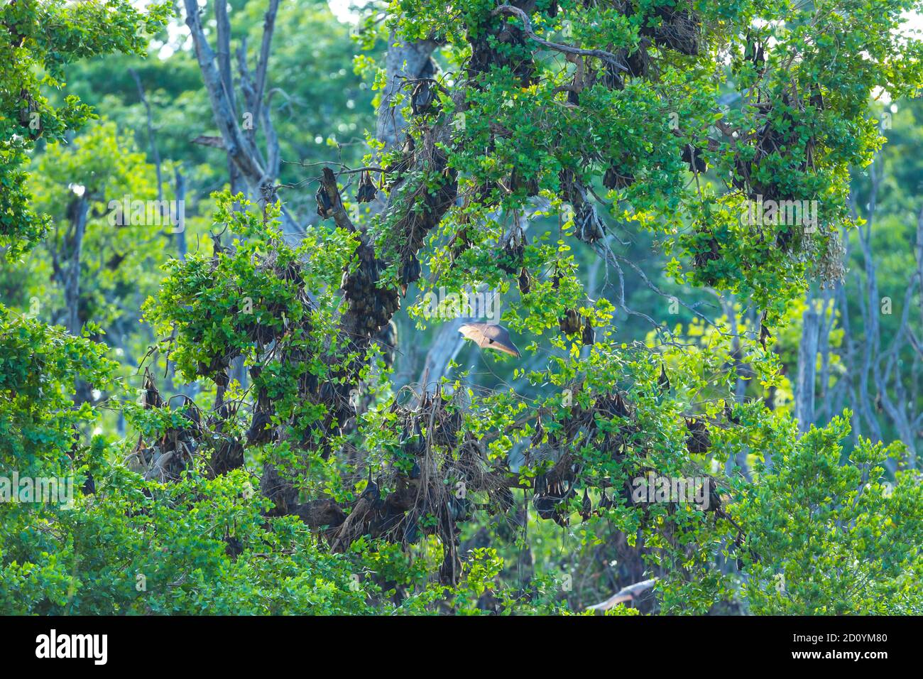 Straw-coloured fruit bat (Eidolon helvum), Bat migration, Kasanka ...
