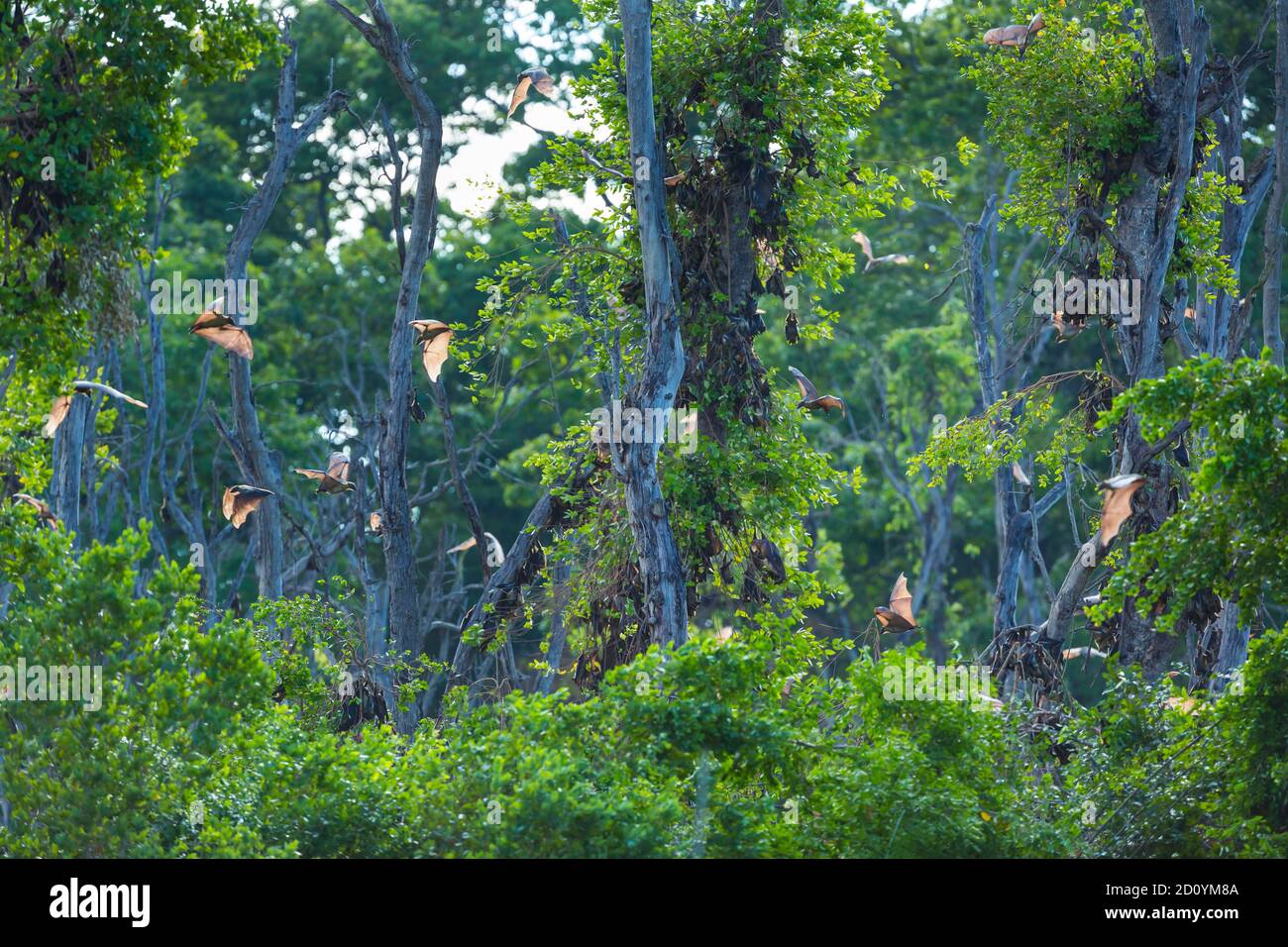 Straw-coloured fruit bat (Eidolon helvum), Bat migration, Kasanka ...