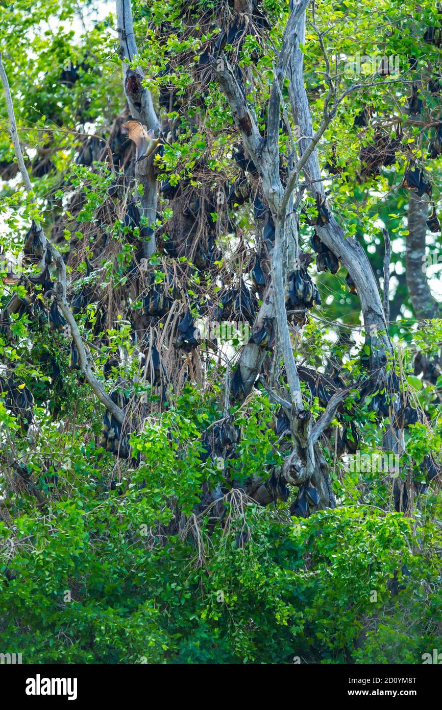 Straw-coloured fruit bat (Eidolon helvum), Bat migration, Kasanka ...