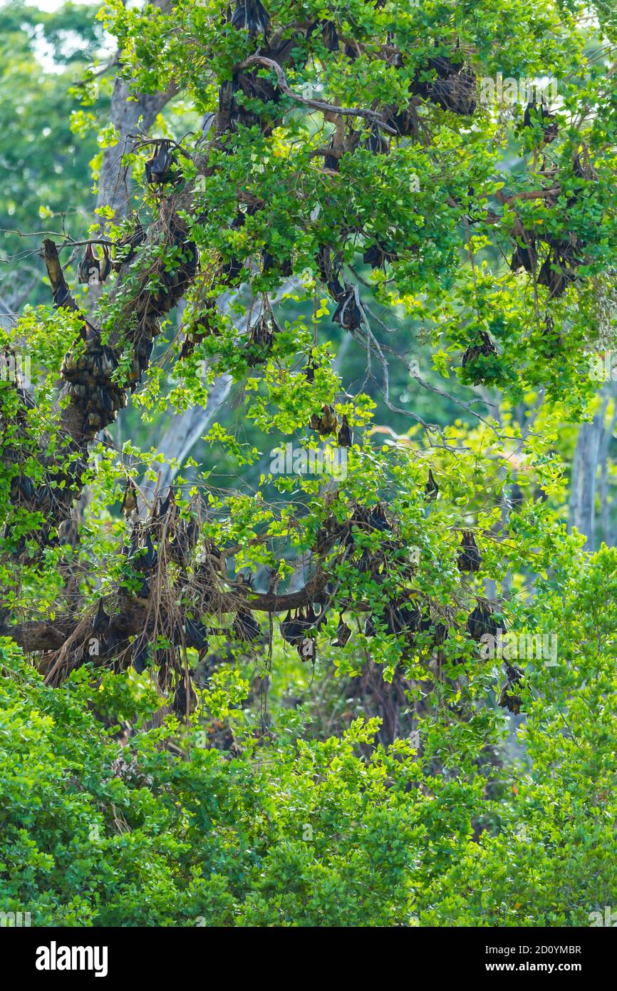 Straw-coloured fruit bat (Eidolon helvum), Bat migration, Kasanka ...