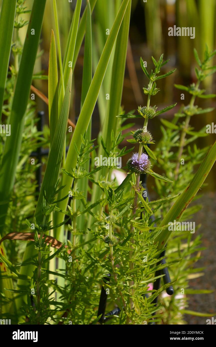 water mint with tiny purple flowers in garden pond Stock Photo - Alamy