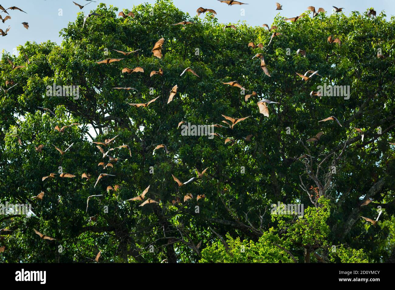 Straw-coloured fruit bat (Eidolon helvum), Bat migration, Kasanka ...