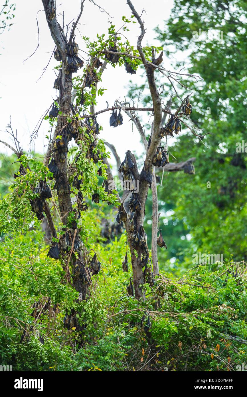 Straw-coloured fruit bat (Eidolon helvum), Bat migration, Kasanka ...
