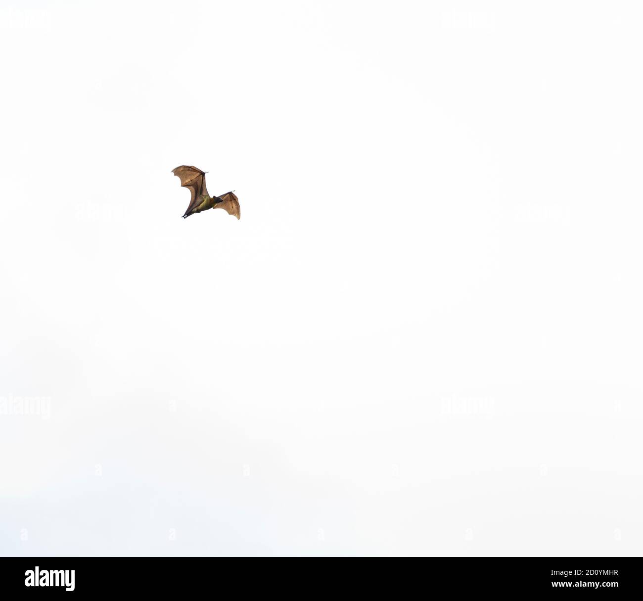 Straw-coloured fruit bat (Eidolon helvum), Bat migration, Kasanka ...