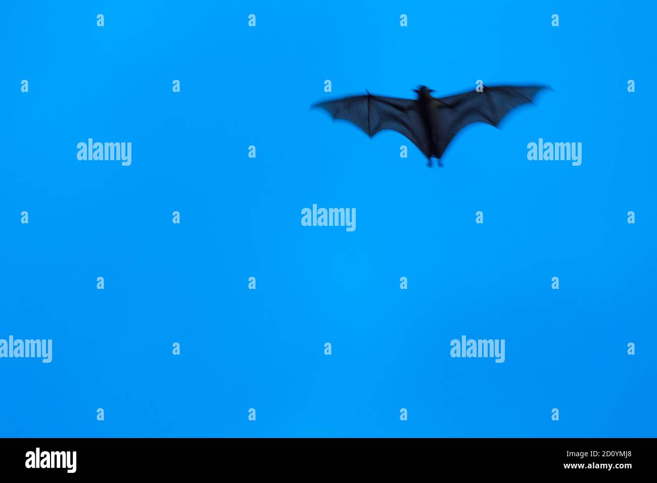 Straw-coloured fruit bat (Eidolon helvum), Bat migration, Kasanka ...