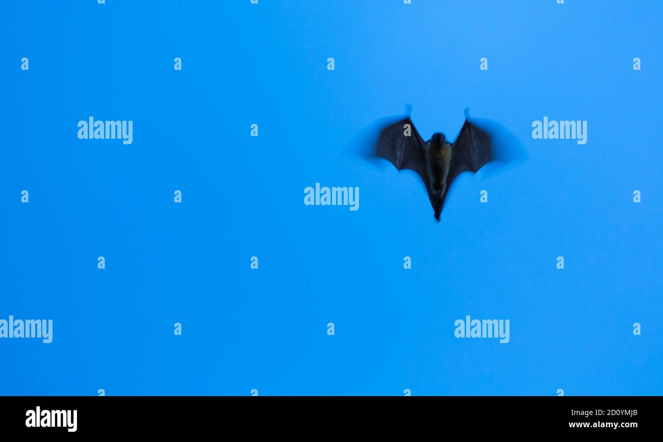 Straw-coloured fruit bat (Eidolon helvum), Bat migration, Kasanka ...