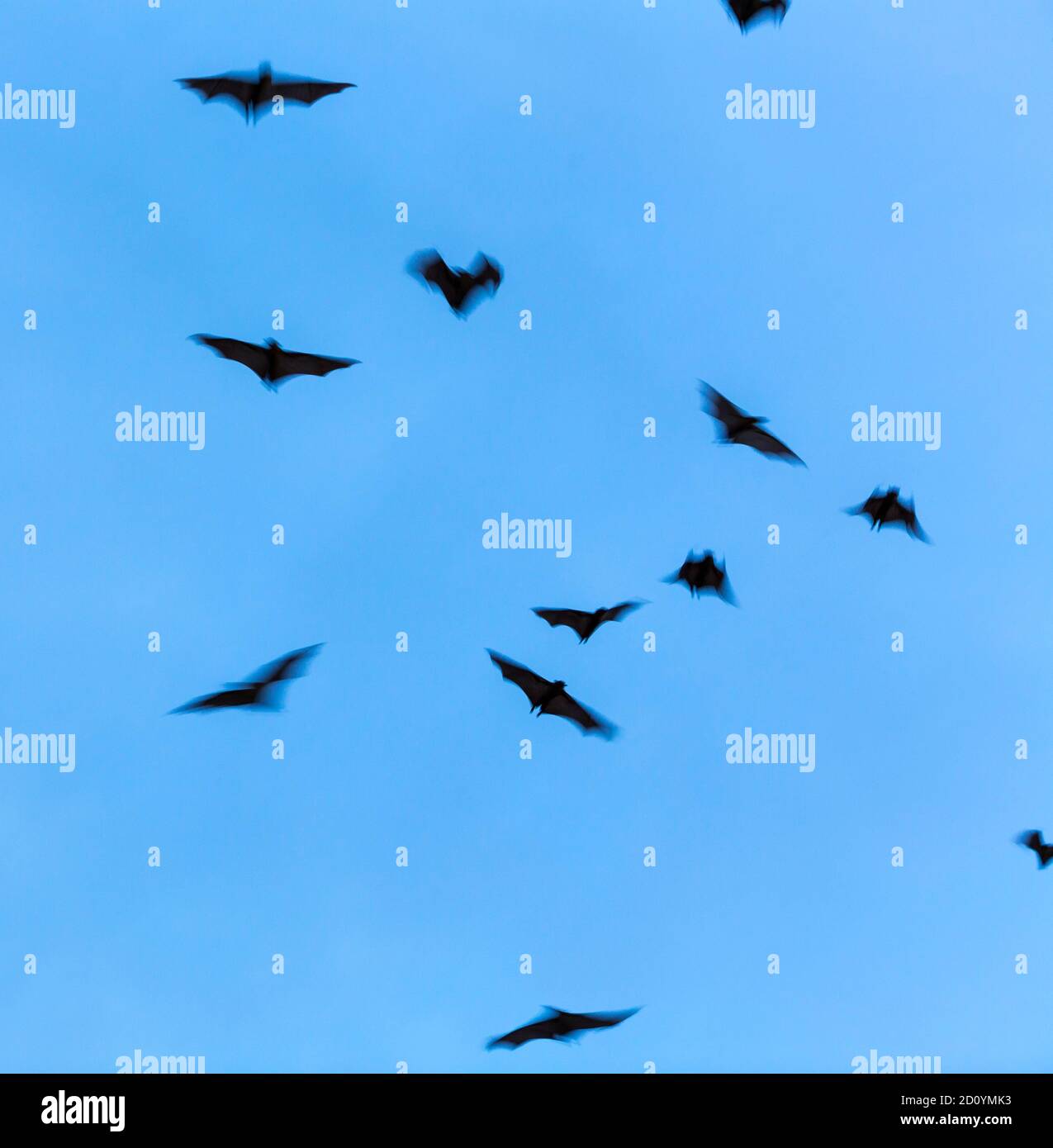 Straw-coloured fruit bat (Eidolon helvum), Bat migration, Kasanka ...