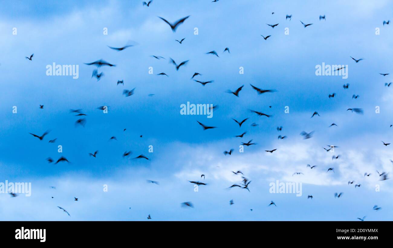 Straw-coloured fruit bat (Eidolon helvum), Bat migration, Kasanka ...