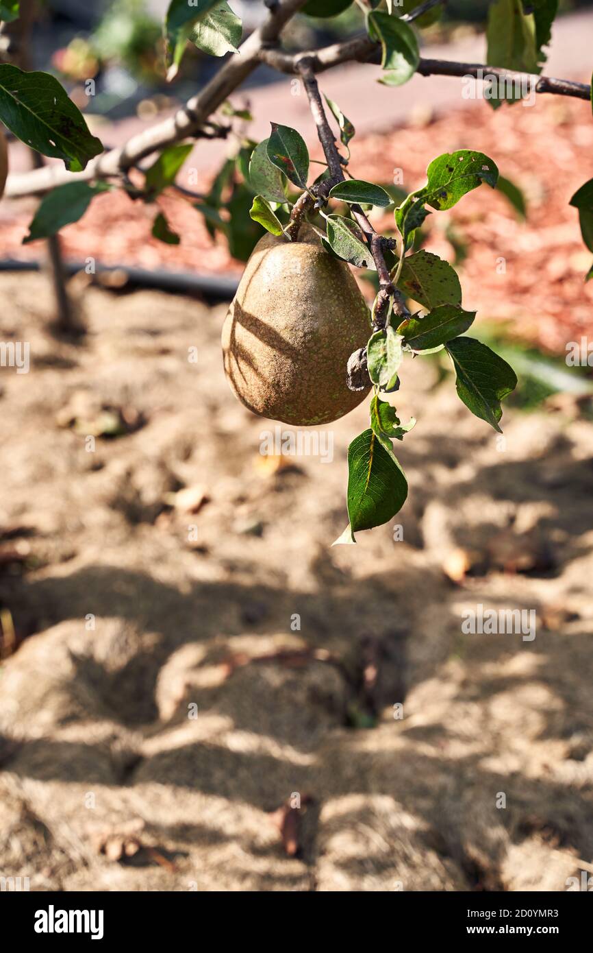 Mulching fruit tree hi-res stock photography and images - Alamy