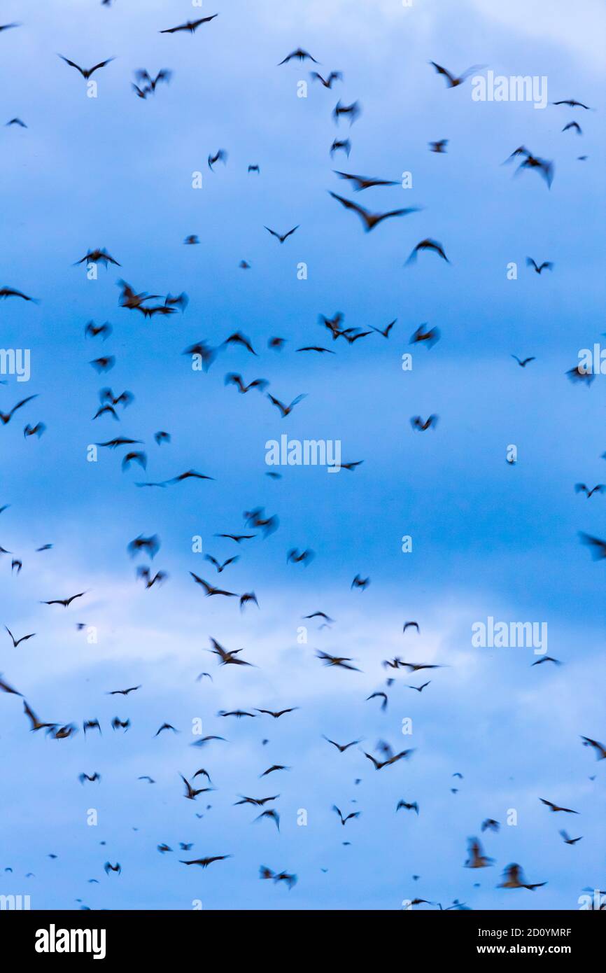 Straw-coloured fruit bat (Eidolon helvum), Bat migration, Kasanka ...