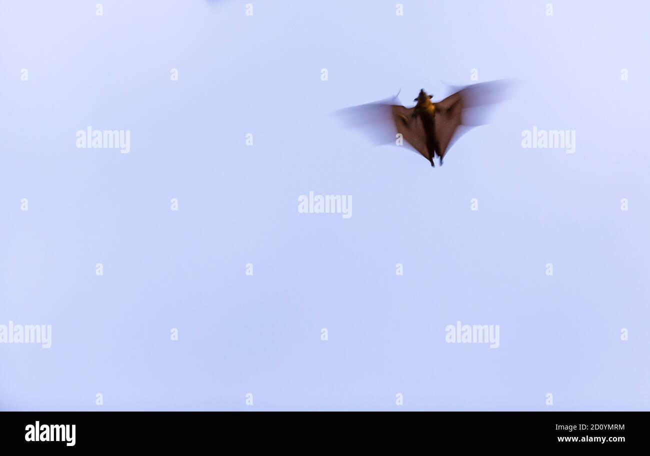 Straw-coloured fruit bat (Eidolon helvum), Bat migration, Kasanka ...