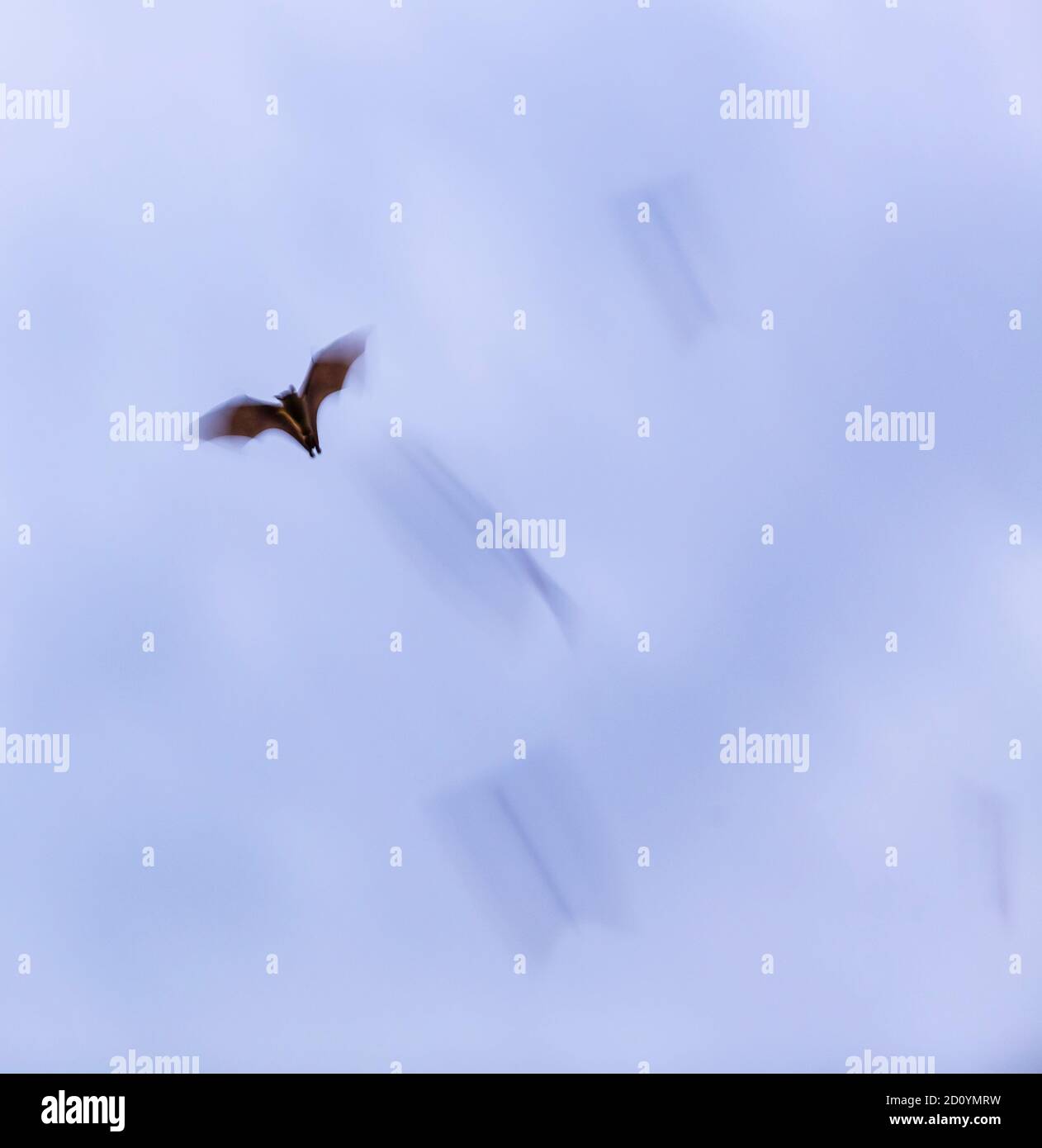Straw-coloured fruit bat (Eidolon helvum), Bat migration, Kasanka ...