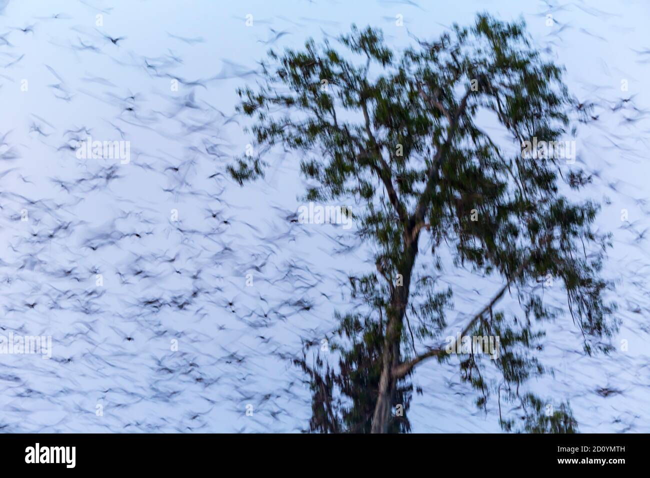 Straw-coloured fruit bat (Eidolon helvum), Bat migration, Kasanka ...