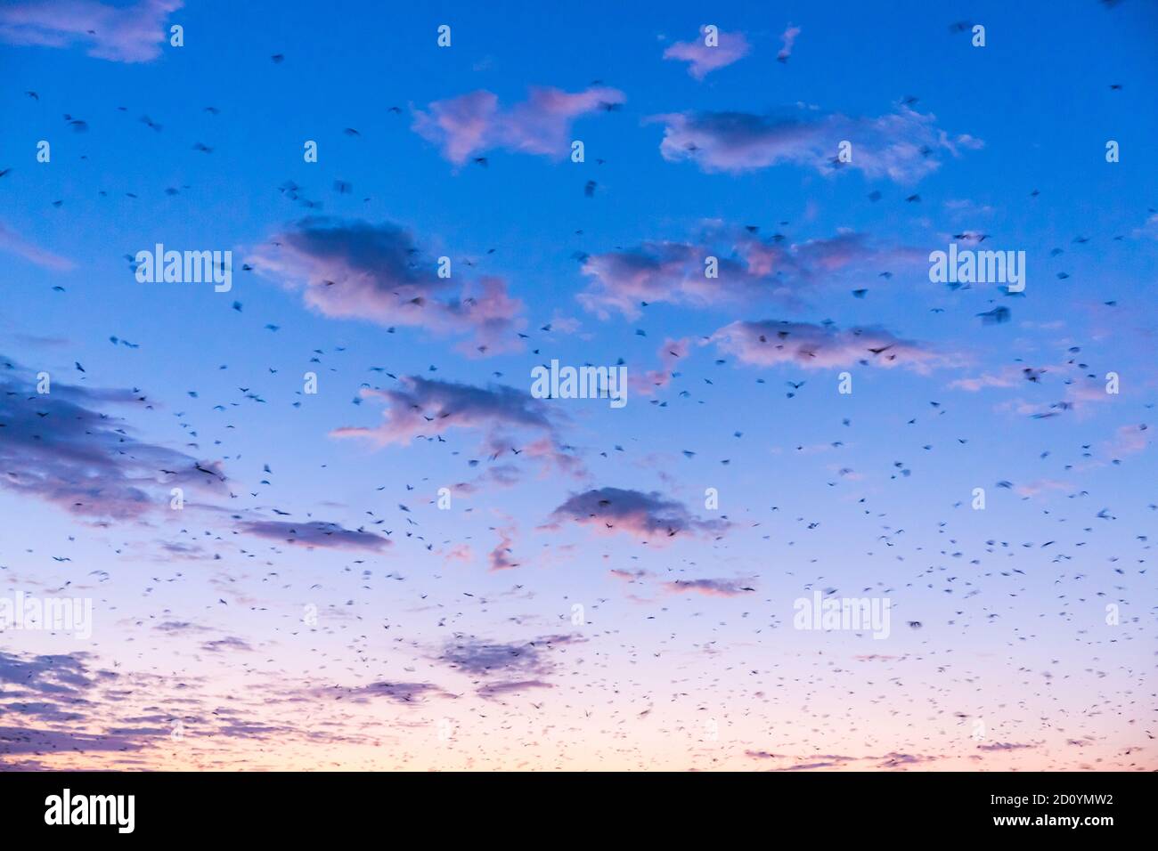 Straw-coloured fruit bat (Eidolon helvum), Bat migration, Kasanka ...