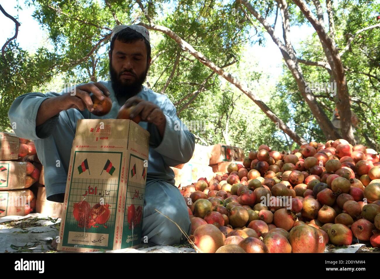 (201004) -- KANDAHAR, Oct. 4, 2020 (Xinhua) -- An Afghan farmer ...