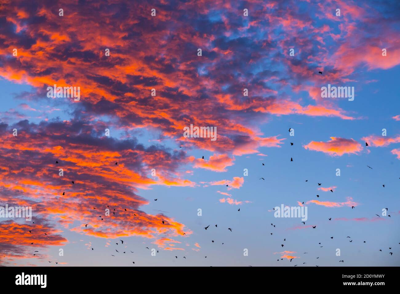 Straw-coloured fruit bat (Eidolon helvum), Bat migration, Kasanka ...