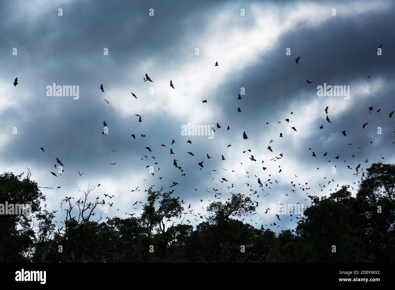 Straw-coloured fruit bat (Eidolon helvum), Bat migration, Kasanka ...