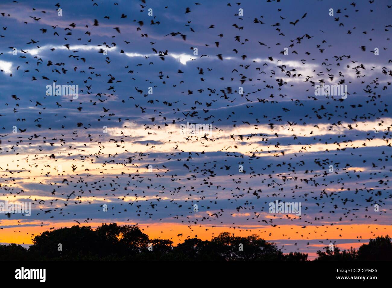Straw-coloured fruit bat (Eidolon helvum), Bat migration, Kasanka ...