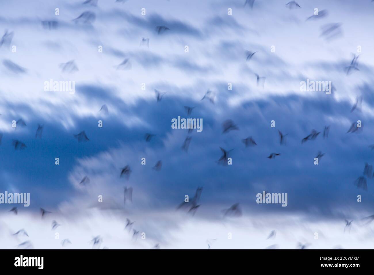 Straw-coloured fruit bat (Eidolon helvum), Bat migration, Kasanka ...
