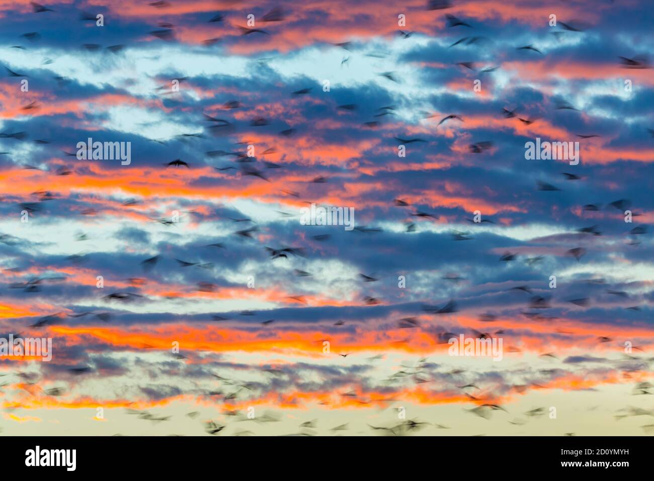 Straw-coloured fruit bat (Eidolon helvum), Bat migration, Kasanka ...