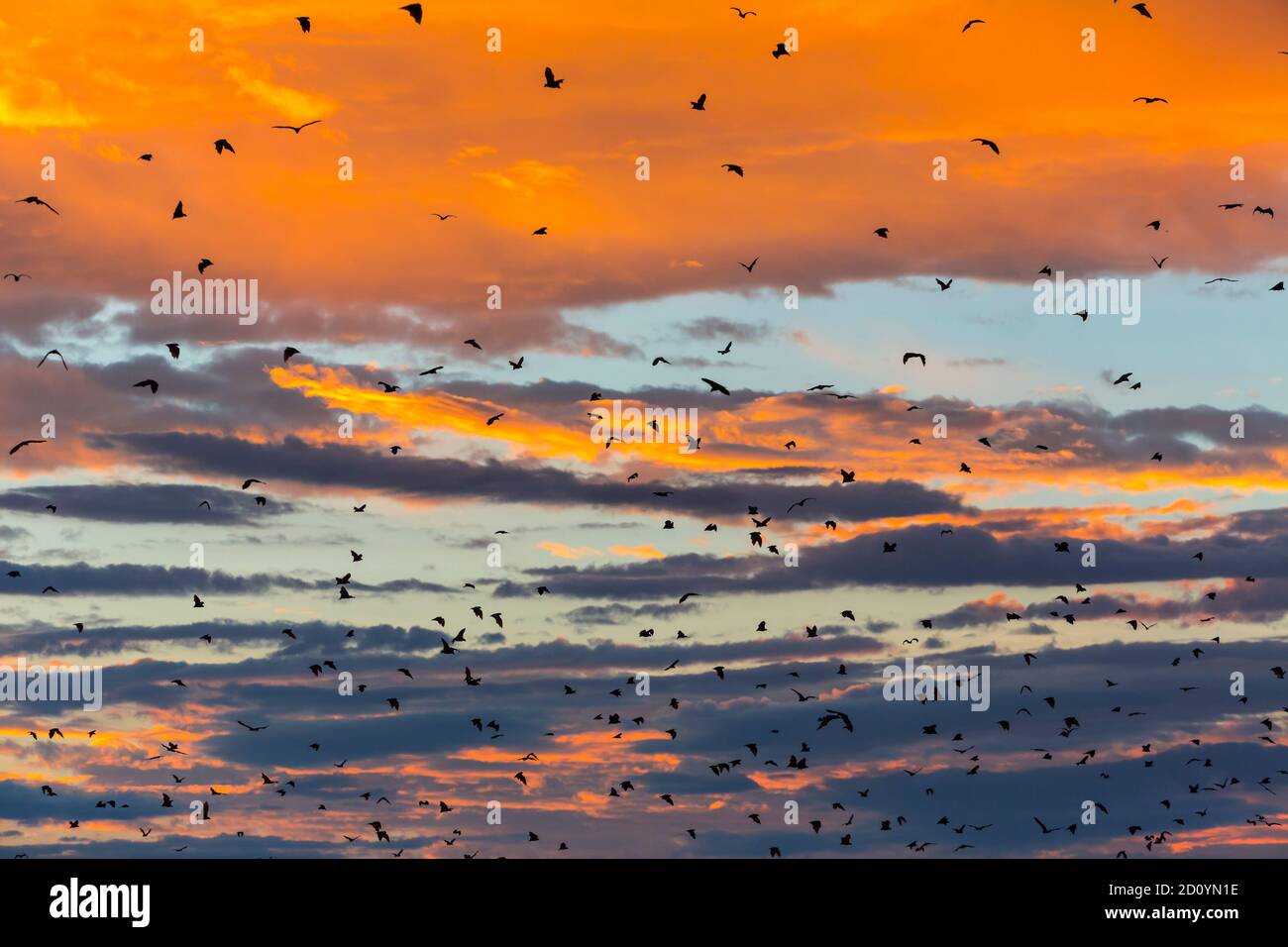 Straw-coloured fruit bat (Eidolon helvum), Bat migration, Kasanka ...