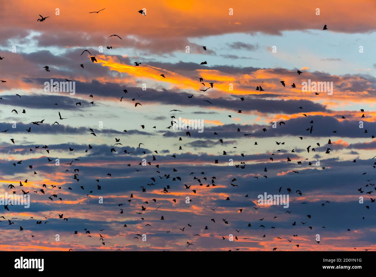 Straw-coloured fruit bat (Eidolon helvum), Bat migration, Kasanka ...