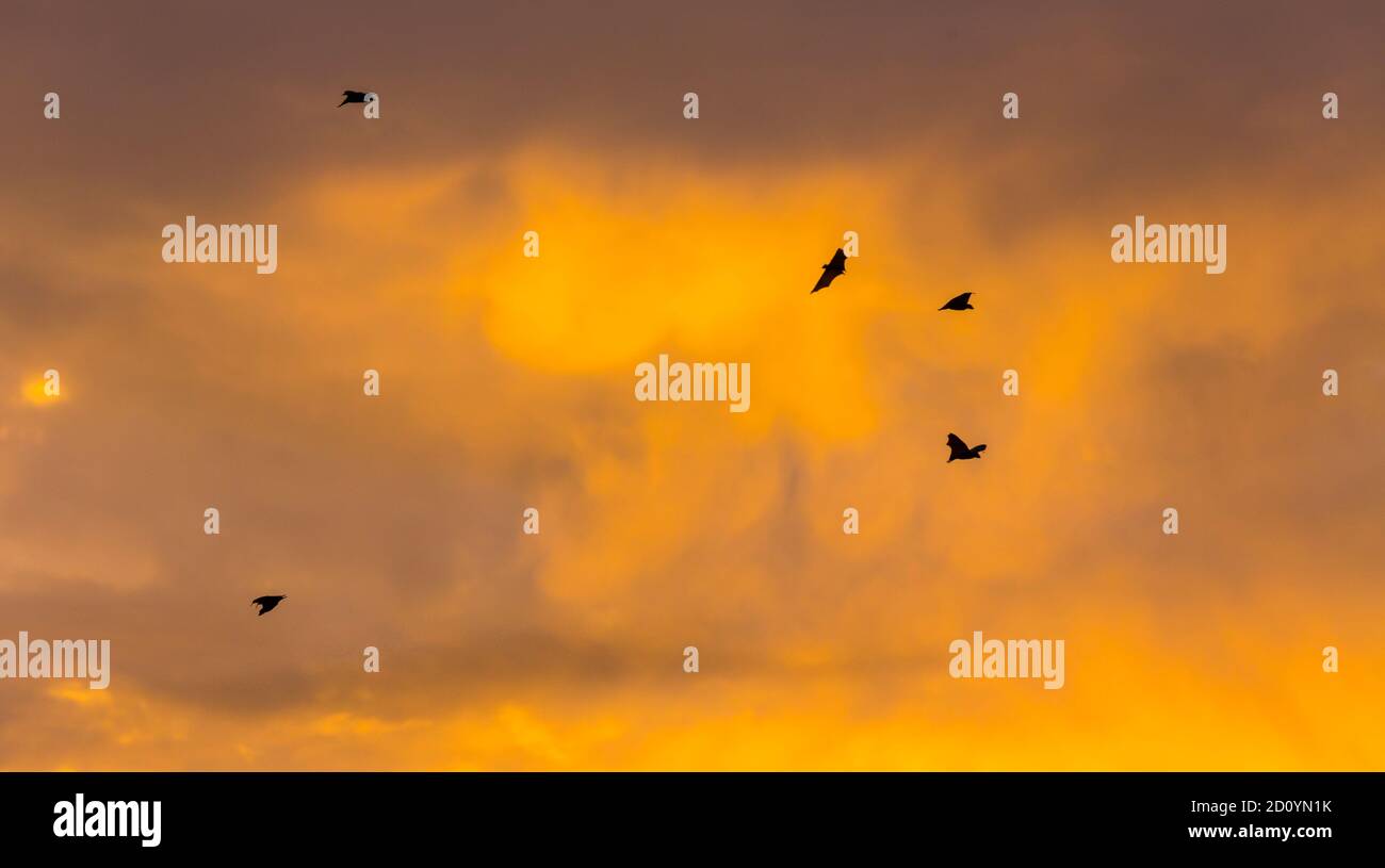 Straw-coloured fruit bat (Eidolon helvum), Bat migration, Kasanka ...