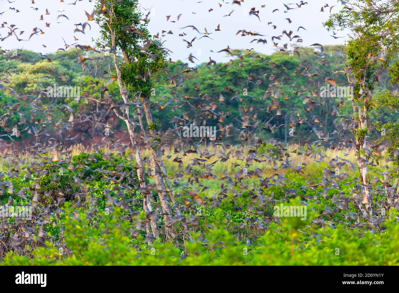 Fruit Bat Migration Zambia at Terri Barnett blog