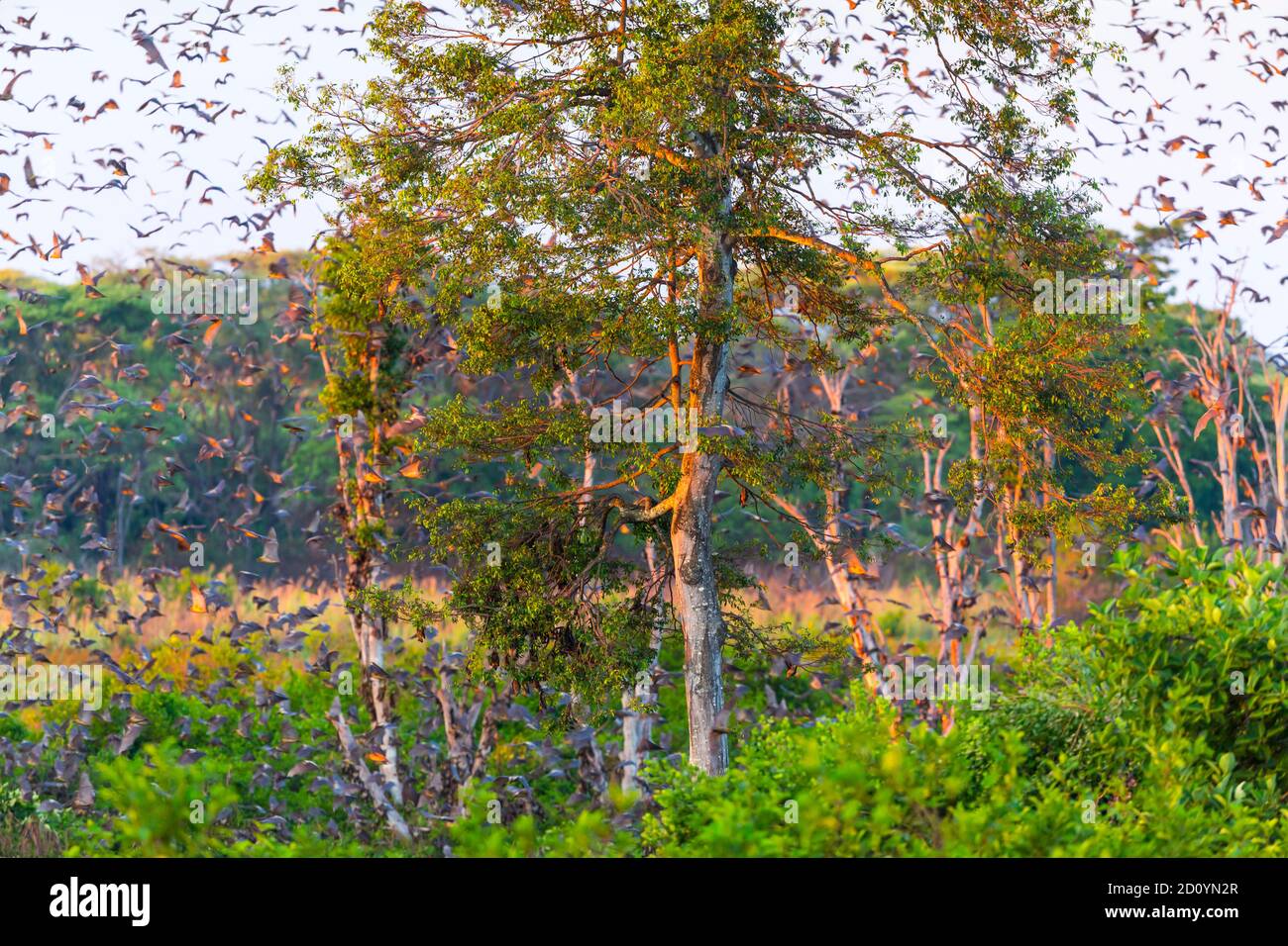 Straw-coloured fruit bat (Eidolon helvum), Bat migration, Kasanka ...
