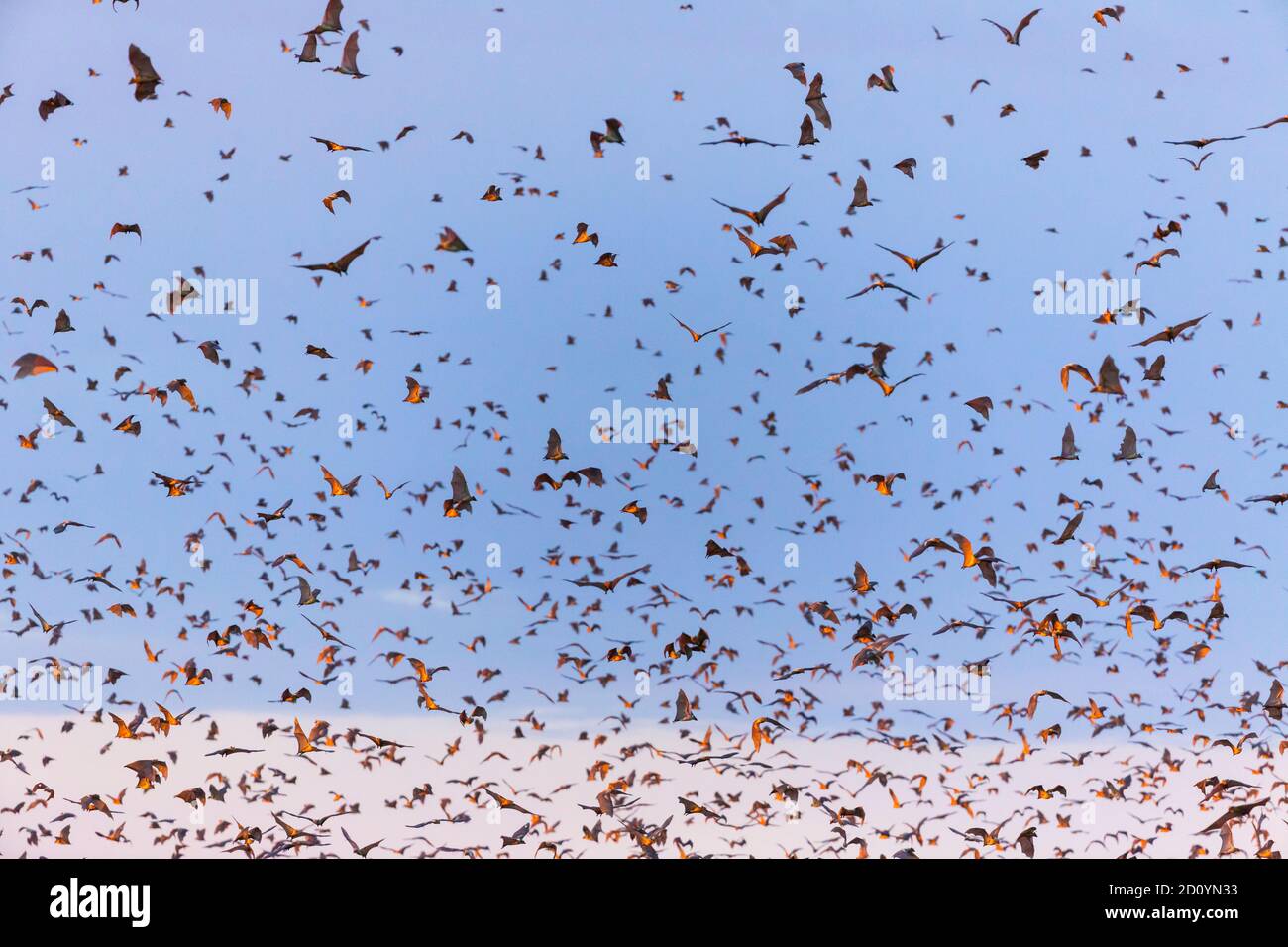 Straw-coloured fruit bat (Eidolon helvum), Bat migration, Kasanka ...