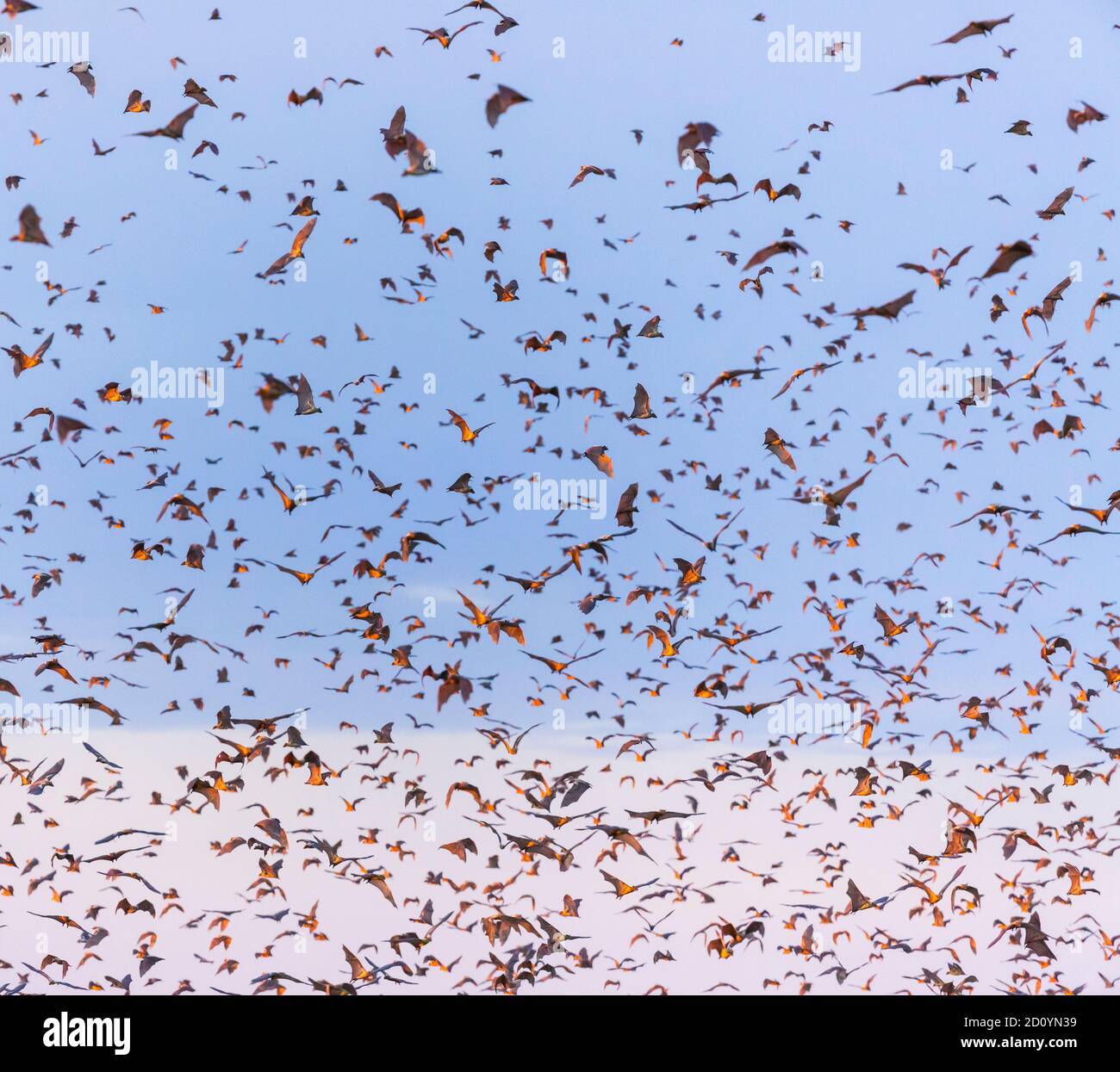 Straw-coloured fruit bat (Eidolon helvum), Bat migration, Kasanka ...