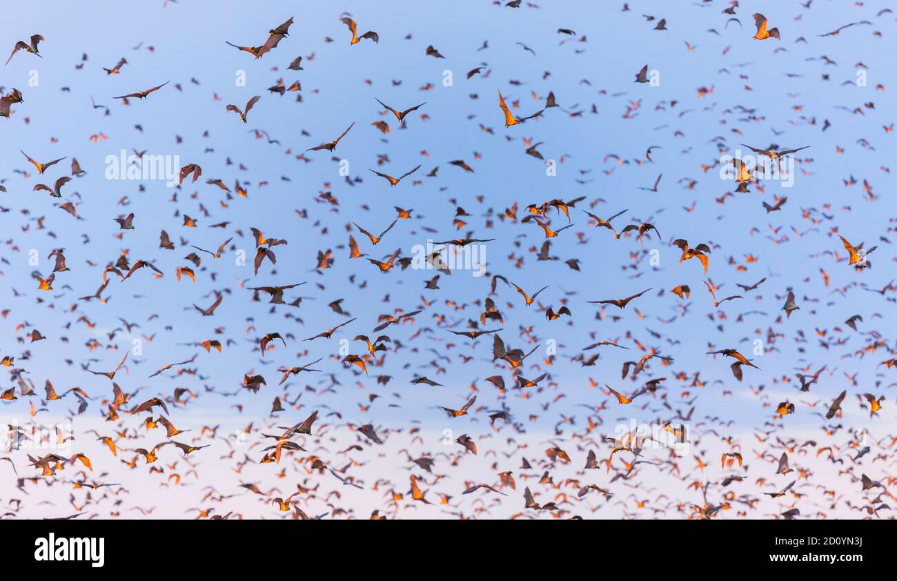 Straw-coloured fruit bat (Eidolon helvum), Bat migration, Kasanka ...