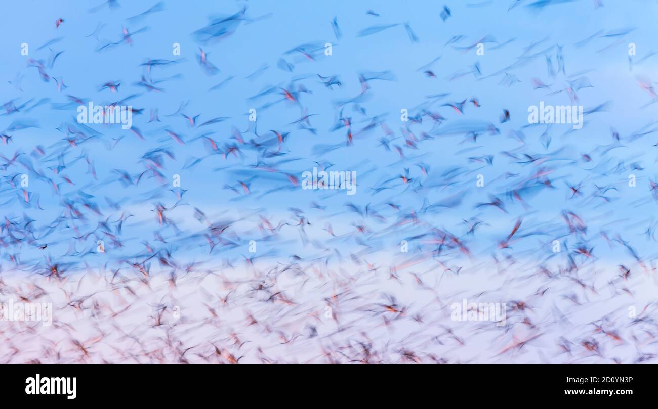 Straw-coloured fruit bat (Eidolon helvum), Bat migration, Kasanka ...