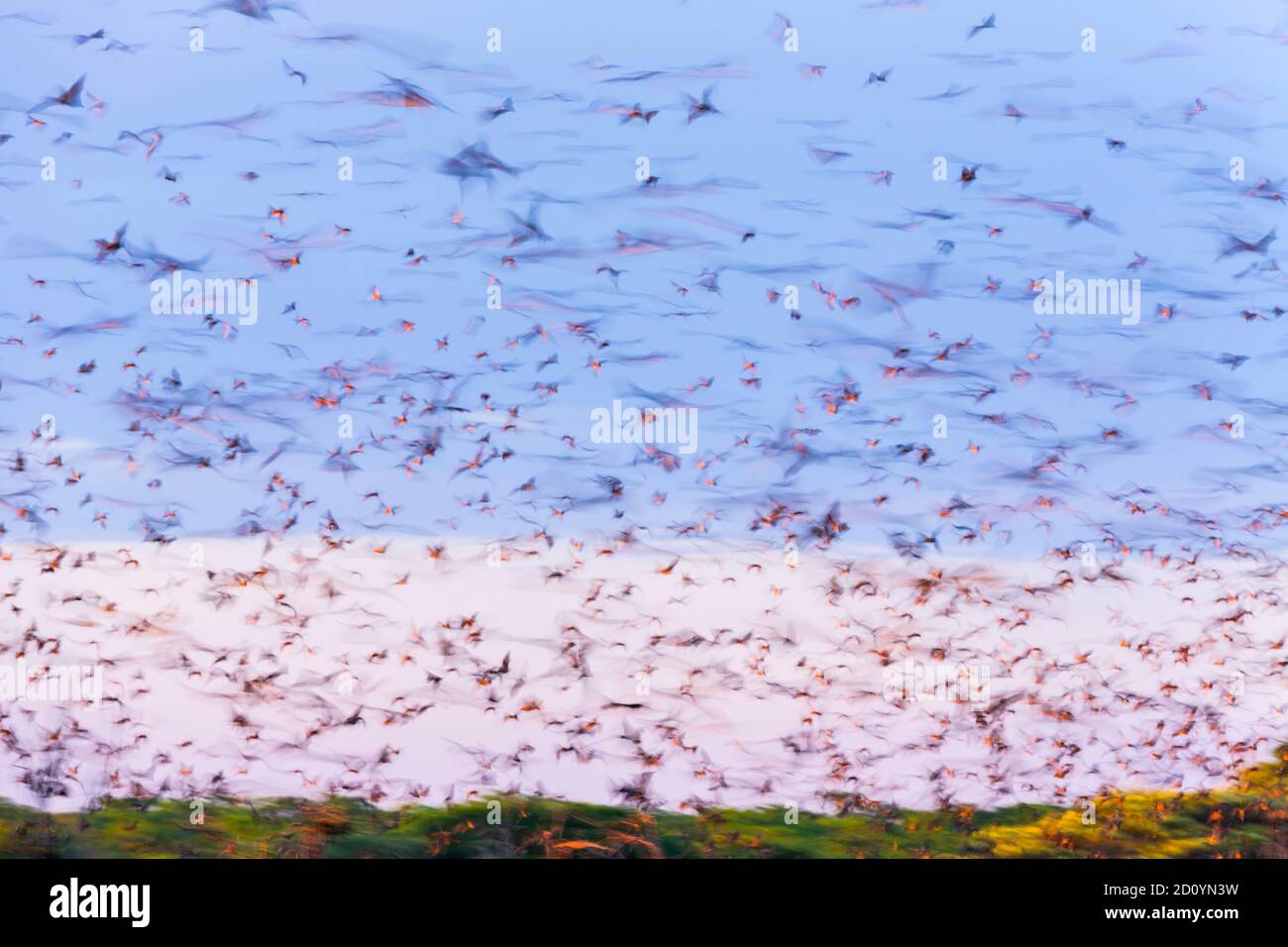 Straw-coloured fruit bat (Eidolon helvum), Bat migration, Kasanka ...