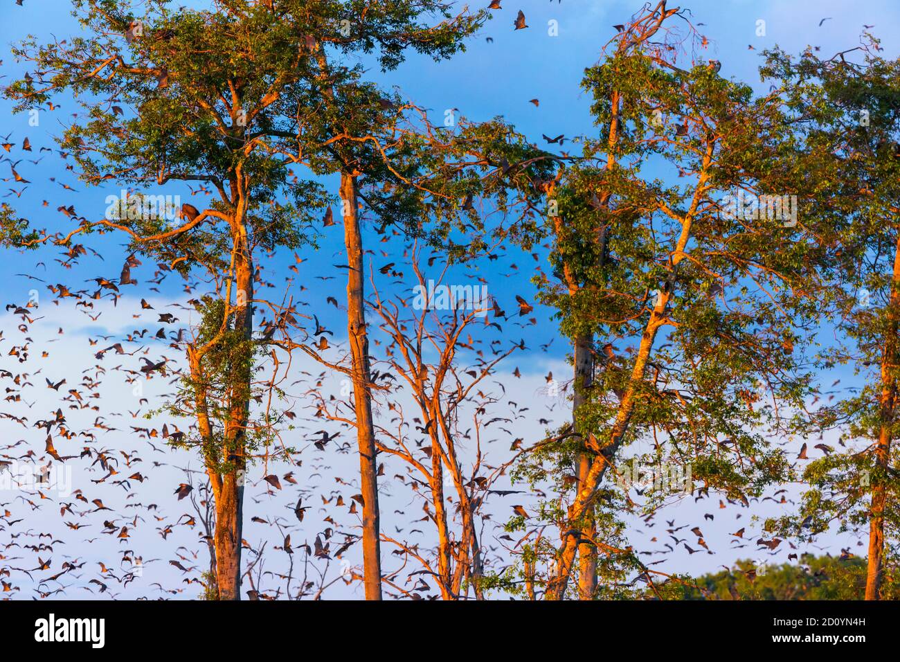 Straw-coloured fruit bat (Eidolon helvum), Bat migration, Kasanka ...