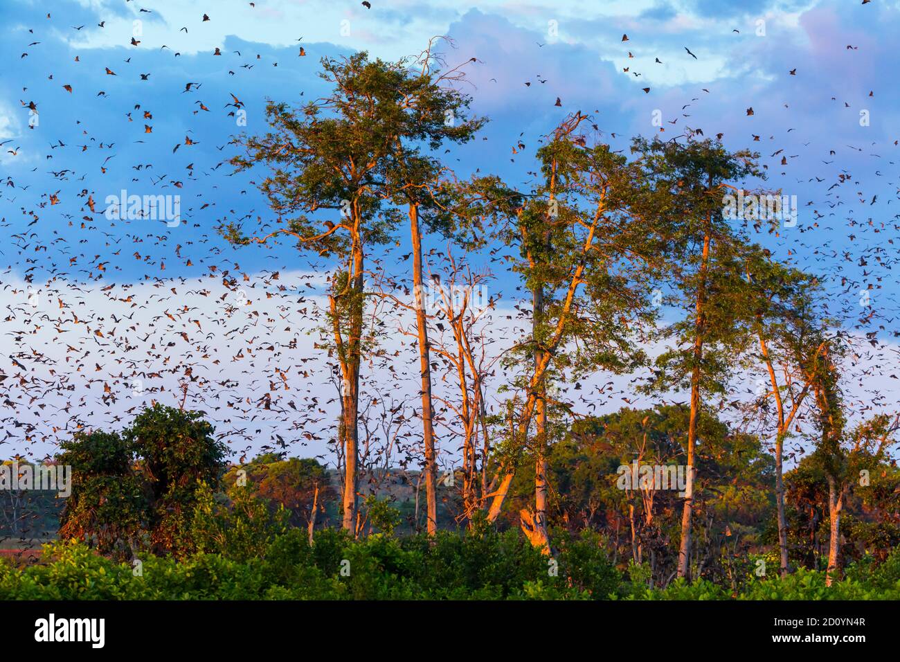 Straw-coloured fruit bat (Eidolon helvum), Bat migration, Kasanka ...