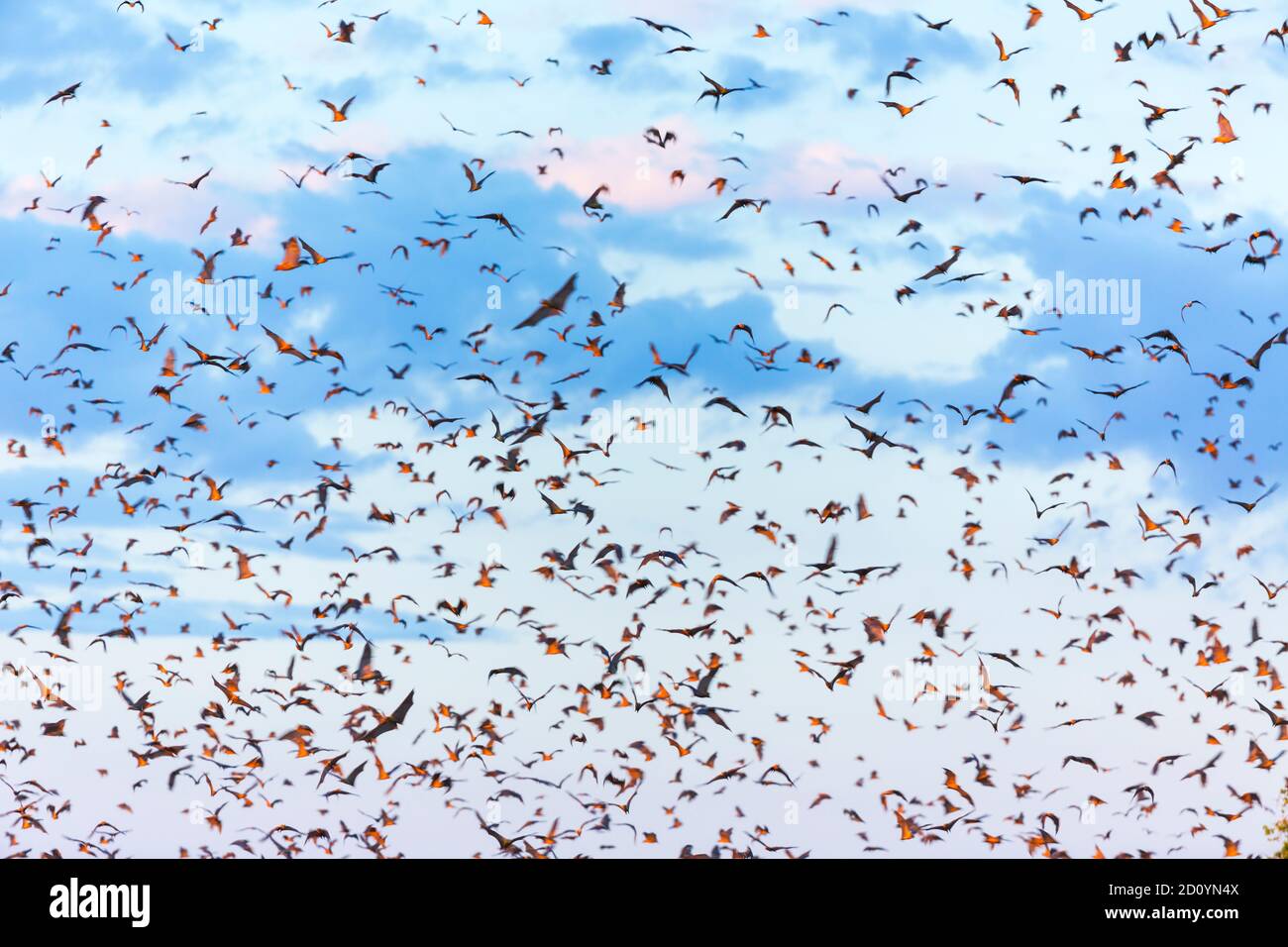 Straw-coloured fruit bat (Eidolon helvum), Bat migration, Kasanka ...