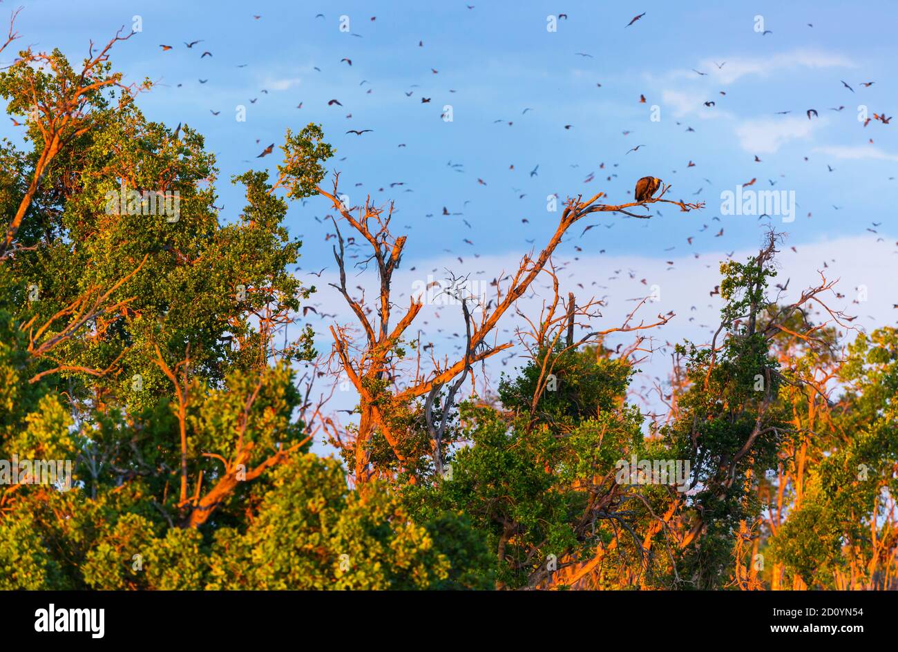 Straw-coloured fruit bat (Eidolon helvum), Bat migration, Kasanka ...