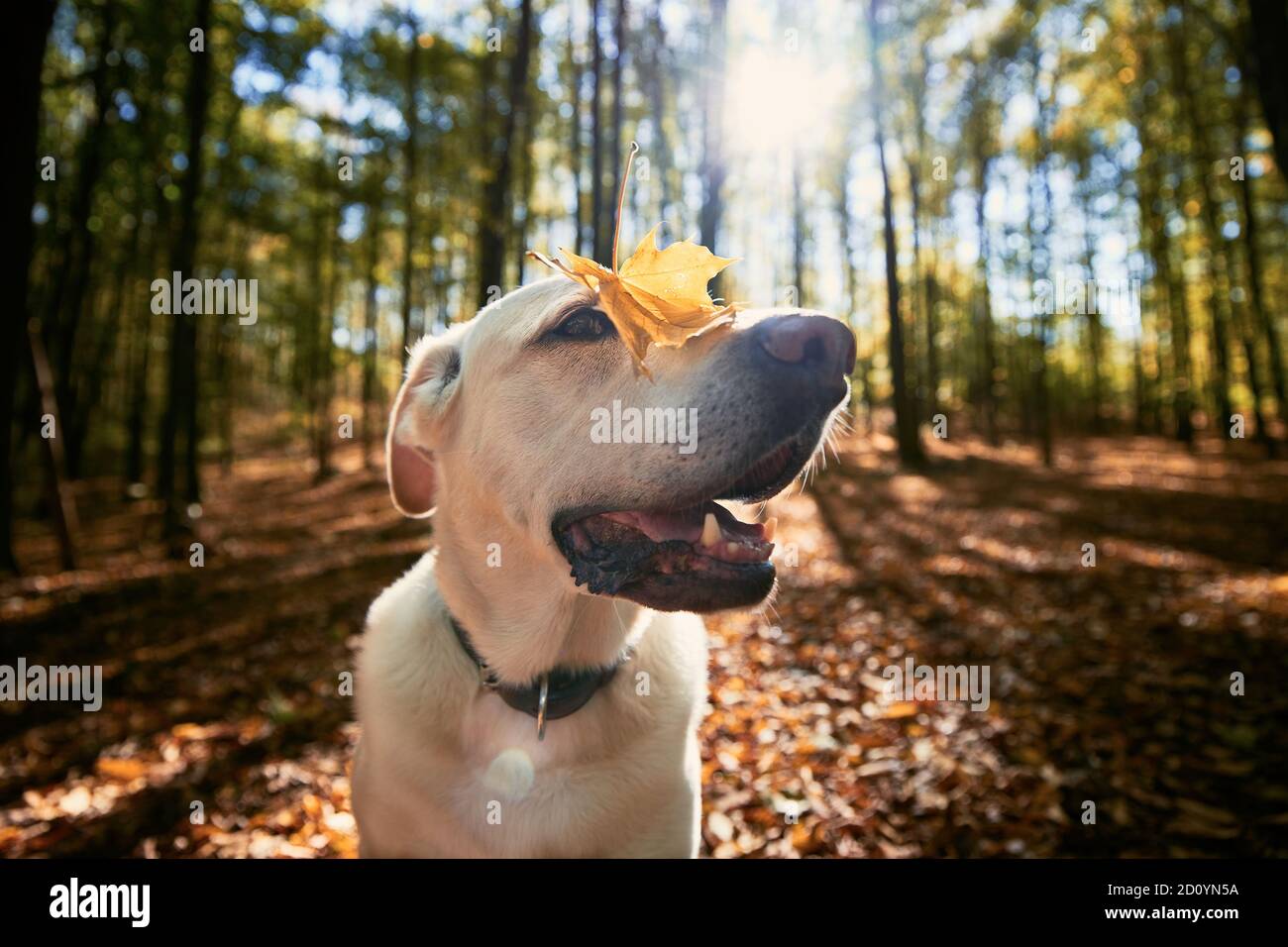 Happy dog in autumn forest. Old labrador retriever wit yellow leaf on ...