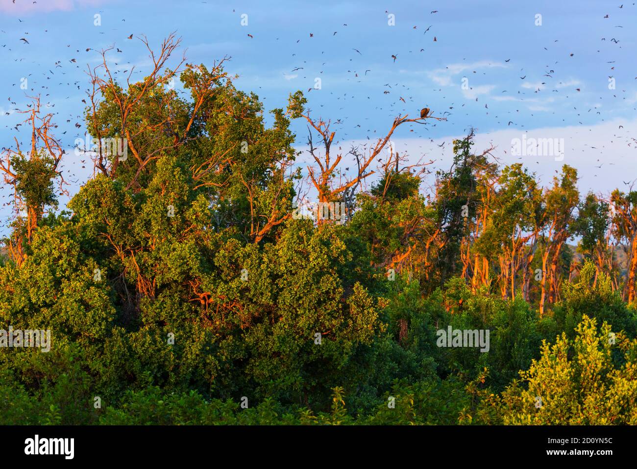 Straw-coloured fruit bat (Eidolon helvum), Bat migration, Kasanka ...