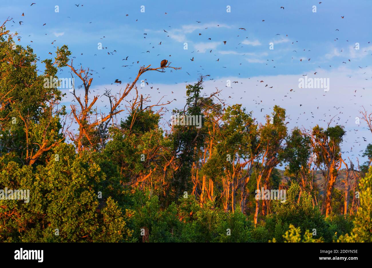Straw-coloured fruit bat (Eidolon helvum), Bat migration, Kasanka ...