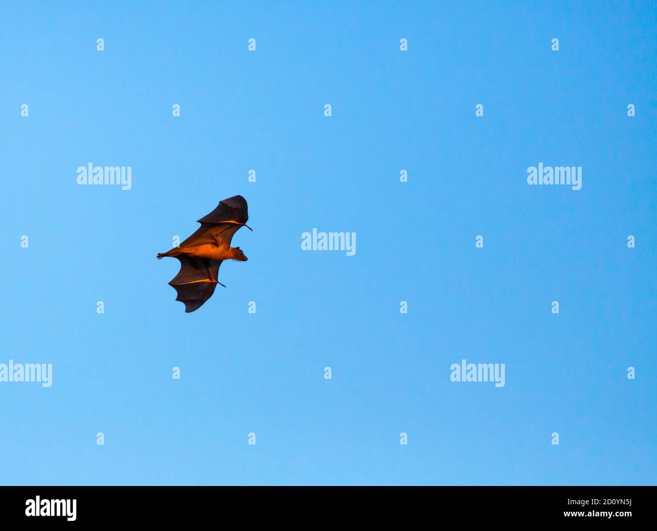 Straw-coloured fruit bat (Eidolon helvum), Bat migration, Kasanka ...