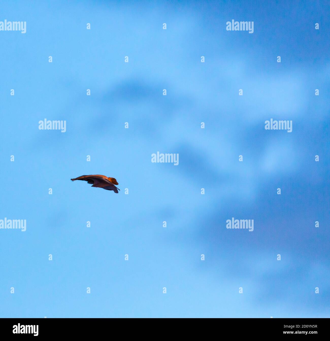 Straw-coloured fruit bat (Eidolon helvum), Bat migration, Kasanka ...