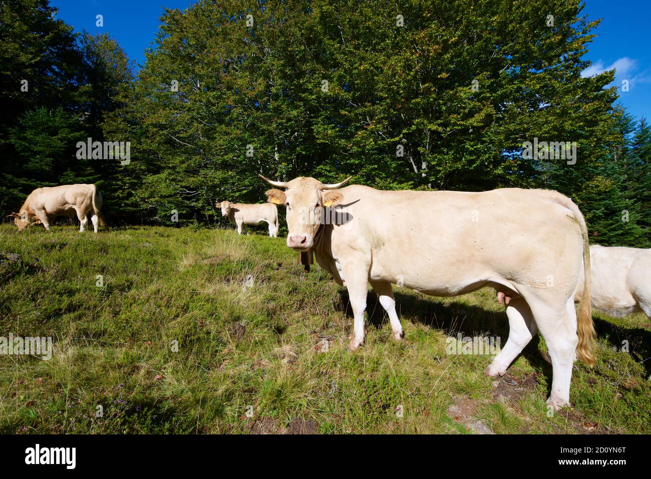 Herd of cows in the Pyrenees, Aspe Valley in France Stock Photo - Alamy