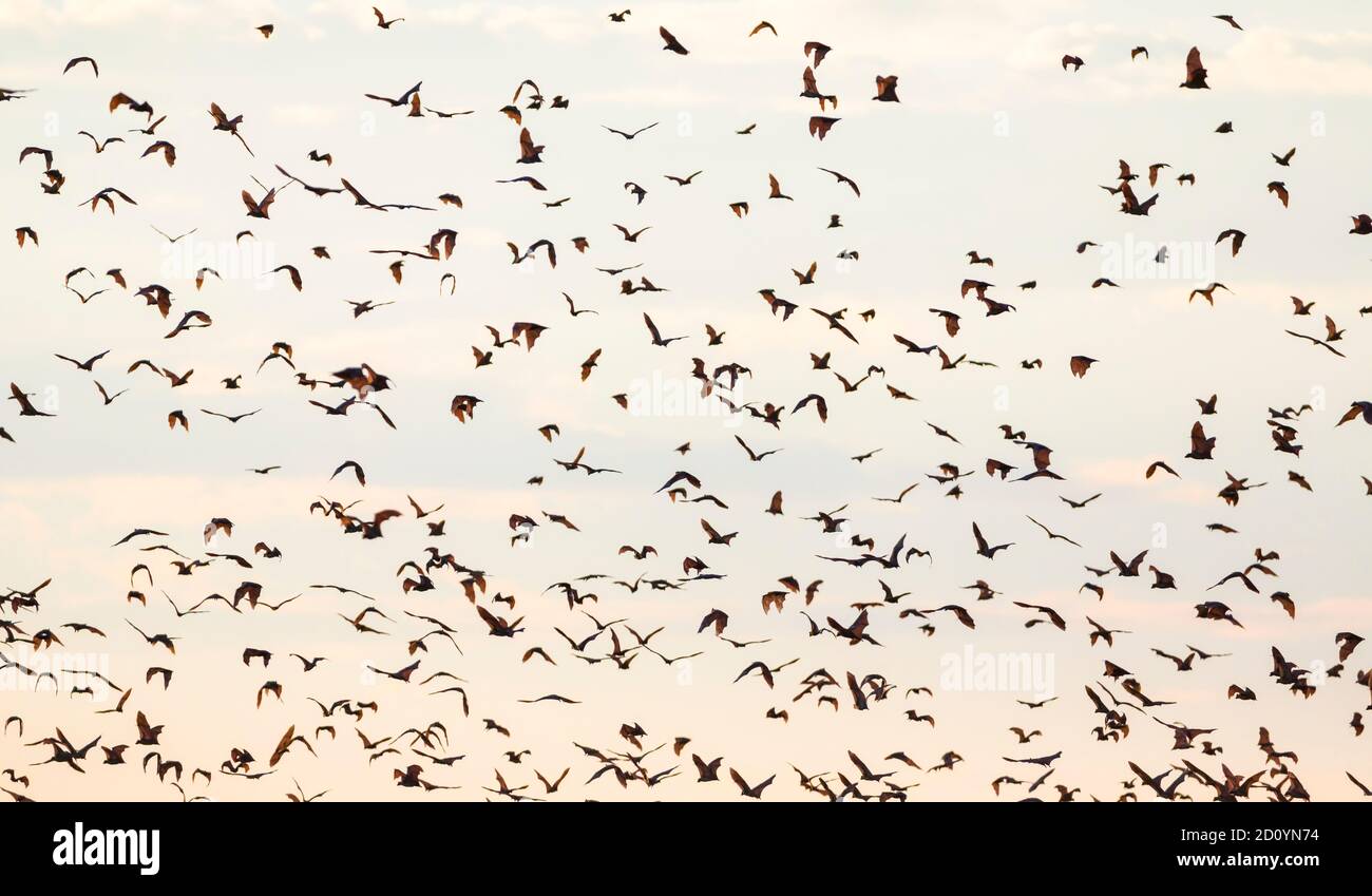 Straw-coloured fruit bat (Eidolon helvum), Bat migration, Kasanka ...