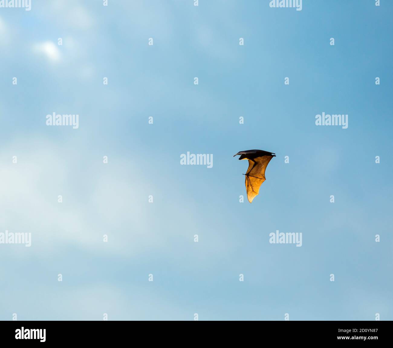 Straw-coloured fruit bat (Eidolon helvum), Bat migration, Kasanka ...